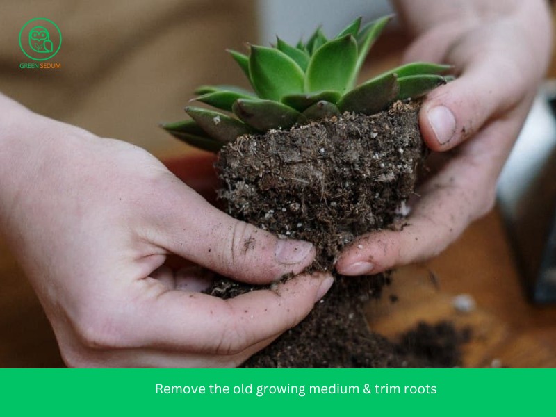 A-Z Guide to Plant Succulents in Full Sun and Rain 2024