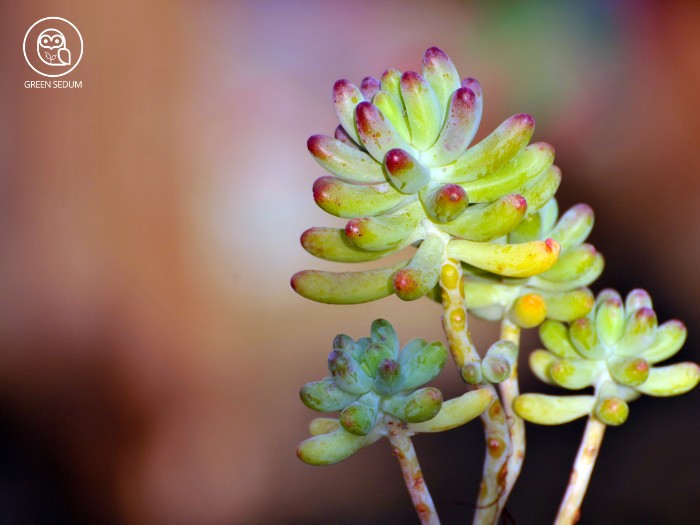 3 Step Guide to Pruning Succulents for Maximum Health
