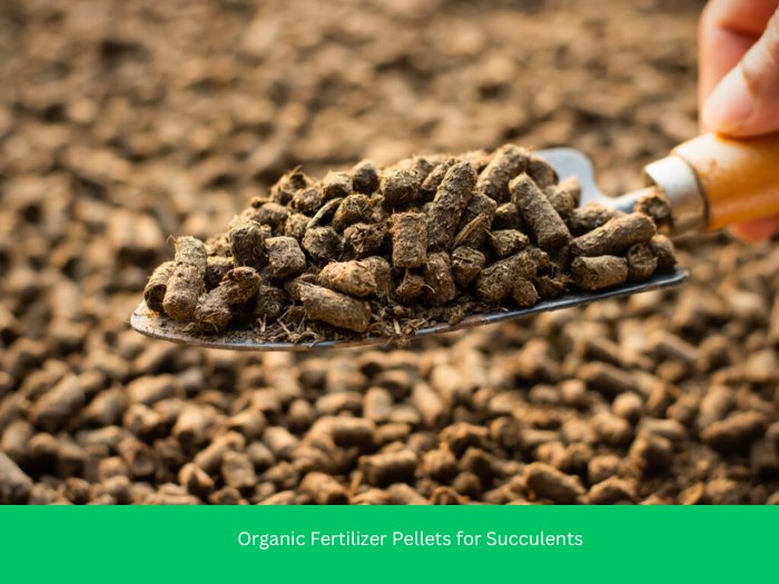 Fertilizing Succulents: Top 9 Fertilizers & Their Proper Use