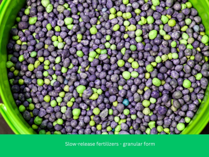 Fertilizing Succulents: Top 9 Fertilizers & Their Proper Use