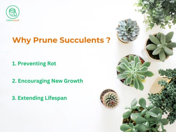 3 Step Guide to Pruning Succulents for Maximum Health